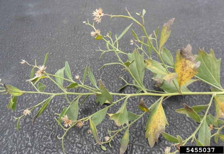 eastern baccharis (Baccharis halimifolia L.)