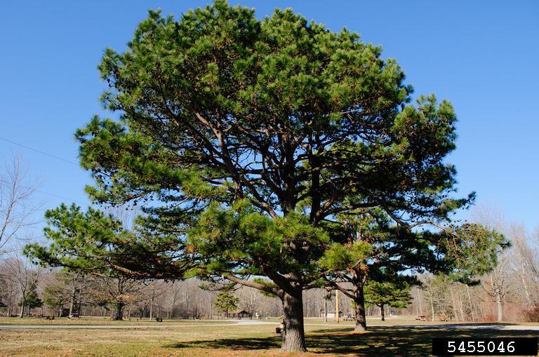 shortleaf pine (Pinus echinata)