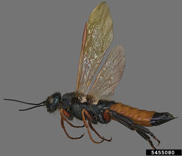 Sirex woodwasp (Sirex noctilio)