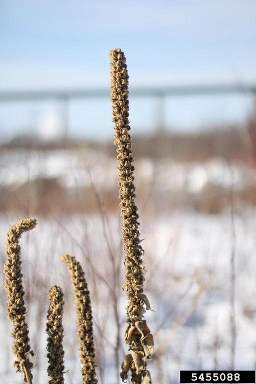 common mullein (Verbascum thapsus)
