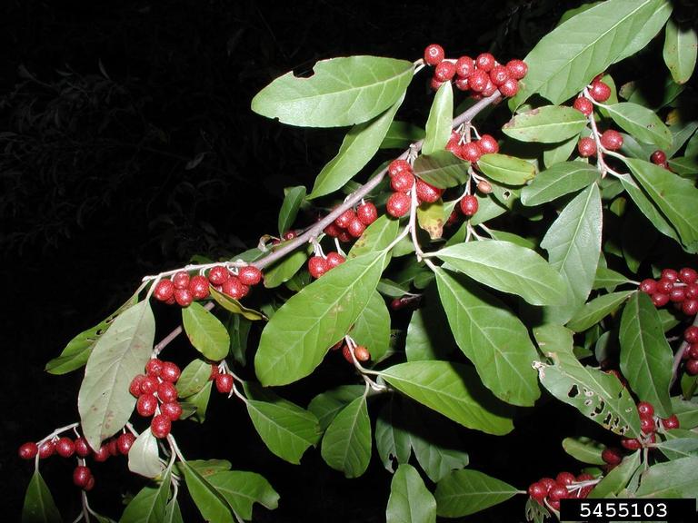 autumn olive (Elaeagnus umbellata Thunb.)