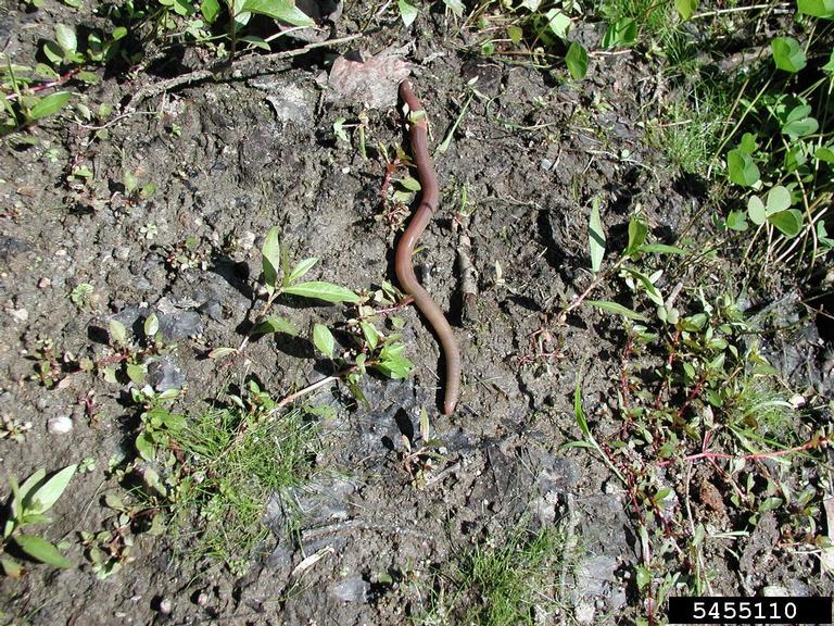European water-clover (Marsilea quadrifolia L.)