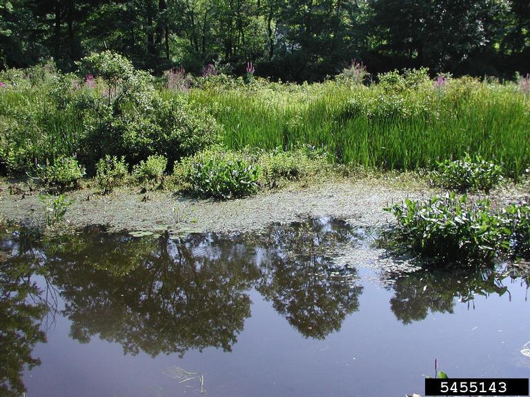 European water-clover (Marsilea quadrifolia L.)