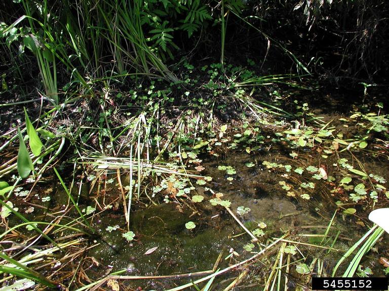 European water-clover (Marsilea quadrifolia)