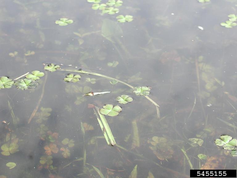 European water-clover (Marsilea quadrifolia L.)
