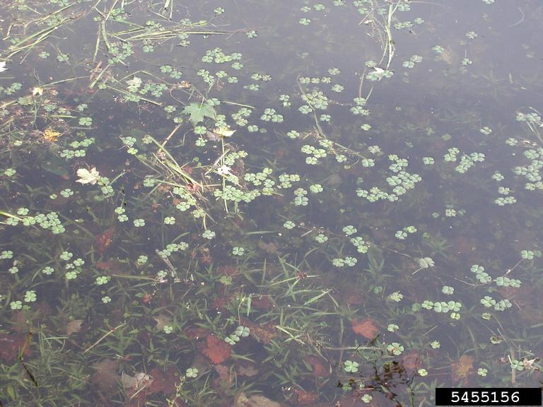 European water-clover (Marsilea quadrifolia L.)