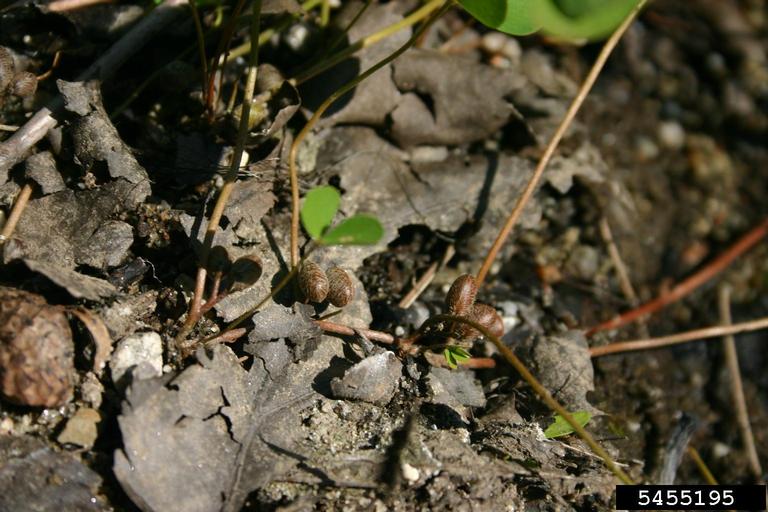 European water-clover (Marsilea quadrifolia L.)