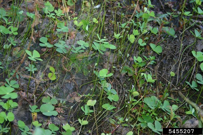 European water-clover (Marsilea quadrifolia L.)