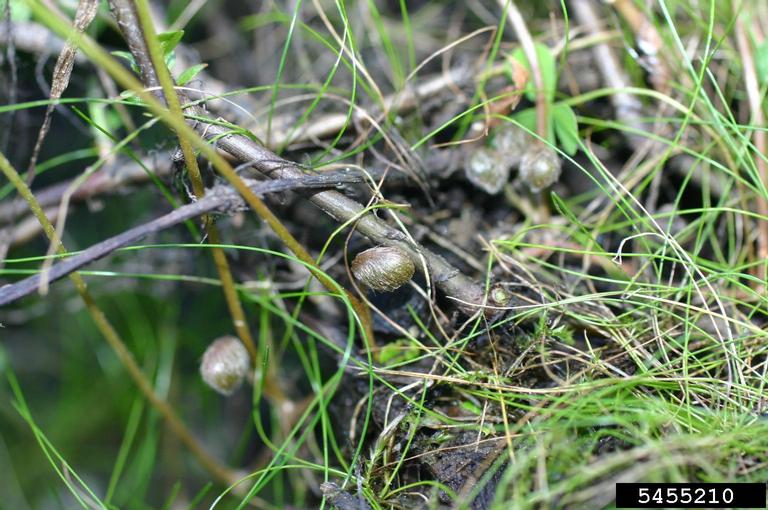 European water-clover (Marsilea quadrifolia L.)