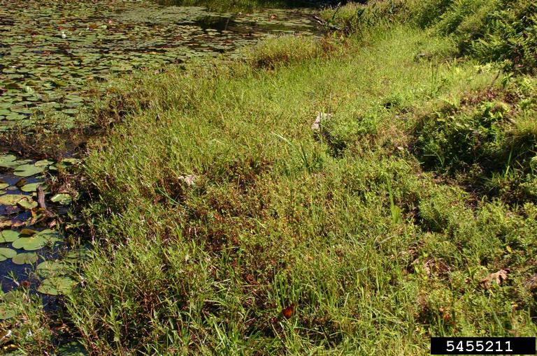European water-clover (Marsilea quadrifolia L.)