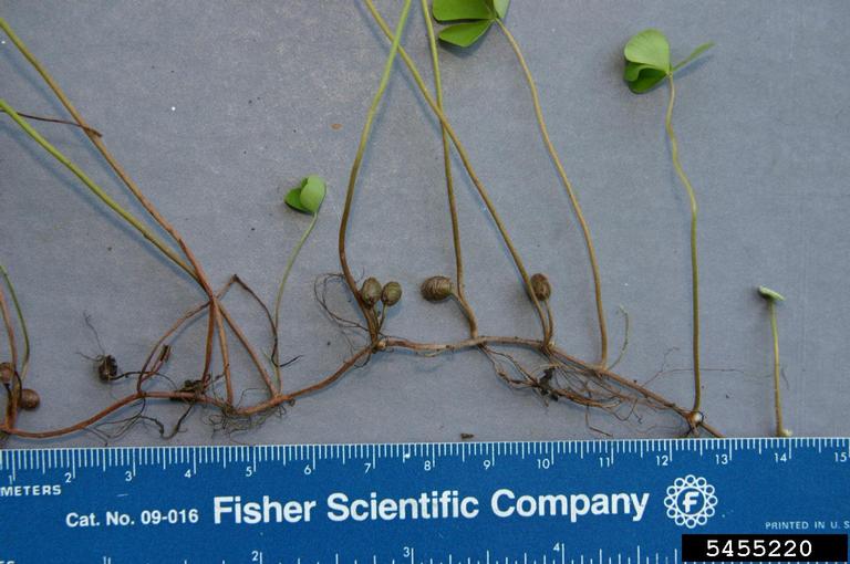 European water-clover (Marsilea quadrifolia L.)