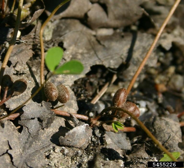 European water-clover (Marsilea quadrifolia L.)