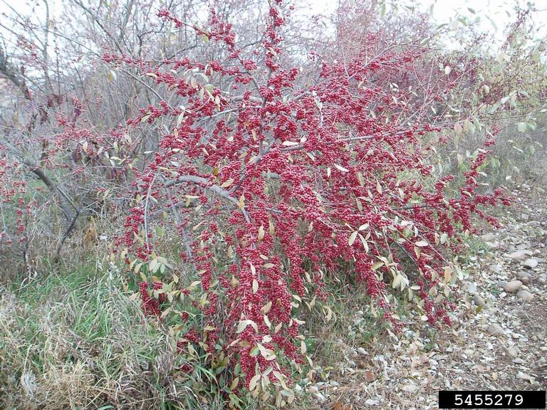 autumn olive (Elaeagnus umbellata Thunb.)