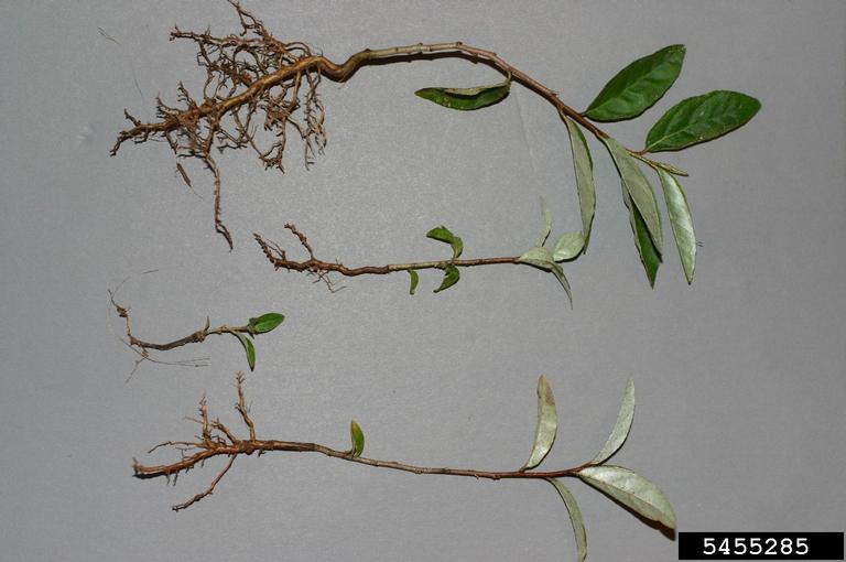 autumn olive (Elaeagnus umbellata Thunb.)