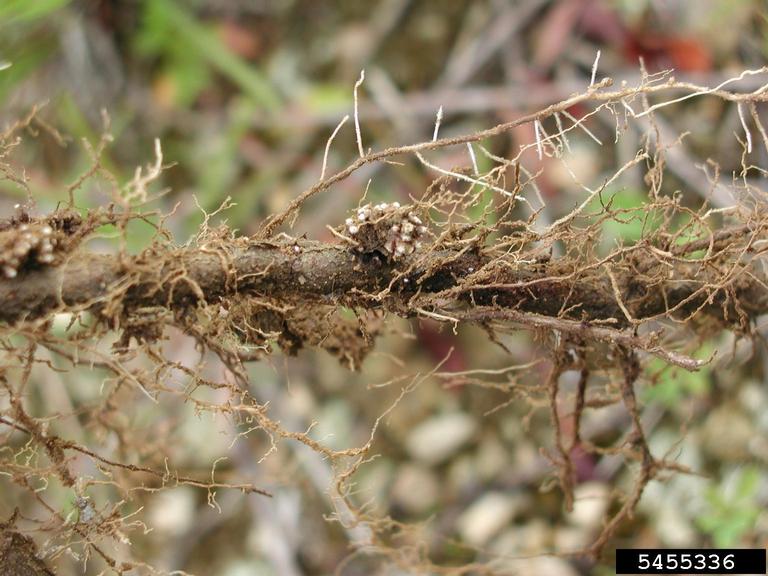 autumn olive (Elaeagnus umbellata Thunb.)