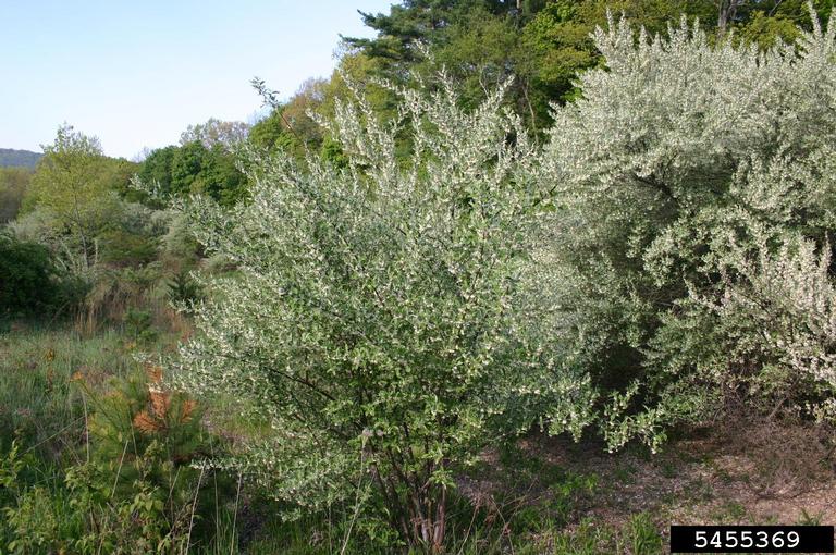 autumn olive (Elaeagnus umbellata Thunb.)