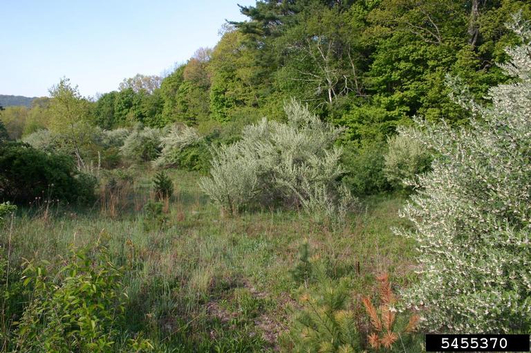 autumn olive (Elaeagnus umbellata Thunb.)