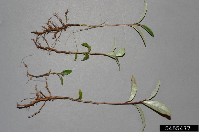 autumn olive (Elaeagnus umbellata Thunb.)