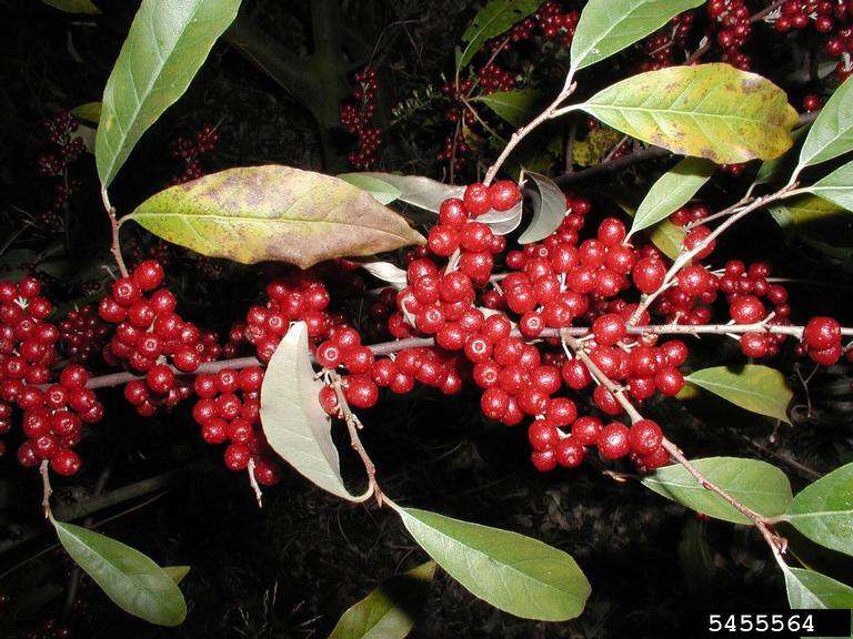 autumn olive (Elaeagnus umbellata Thunb.)
