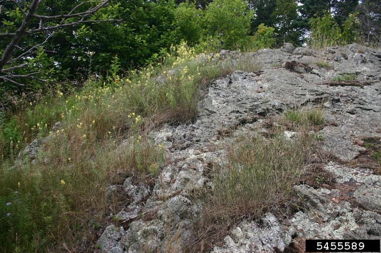 Canada bluegrass (Poa compressa L.)