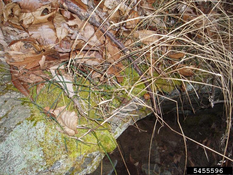 Canada bluegrass (Poa compressa L.)