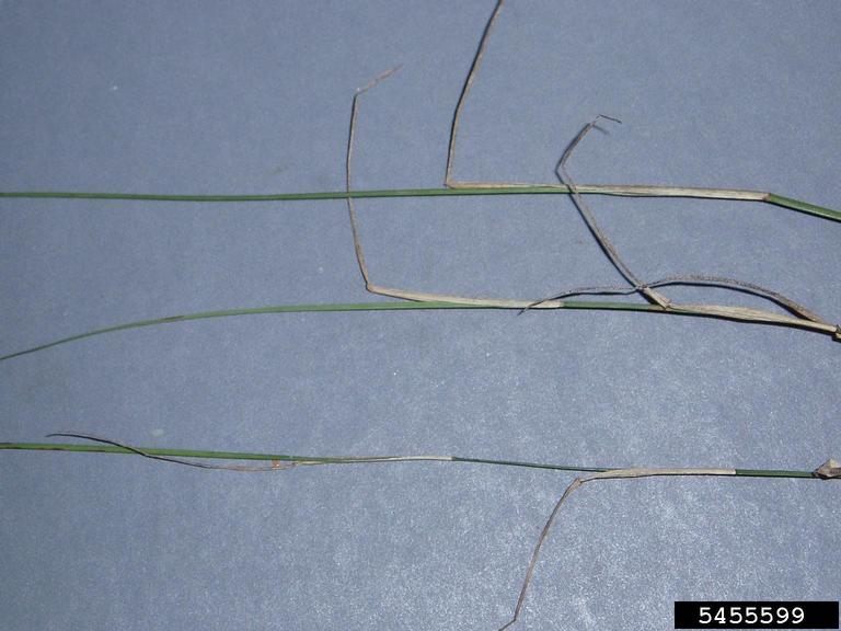 Canada bluegrass (Poa compressa L.)