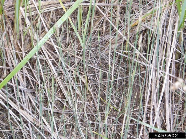 Canada bluegrass (Poa compressa L.)