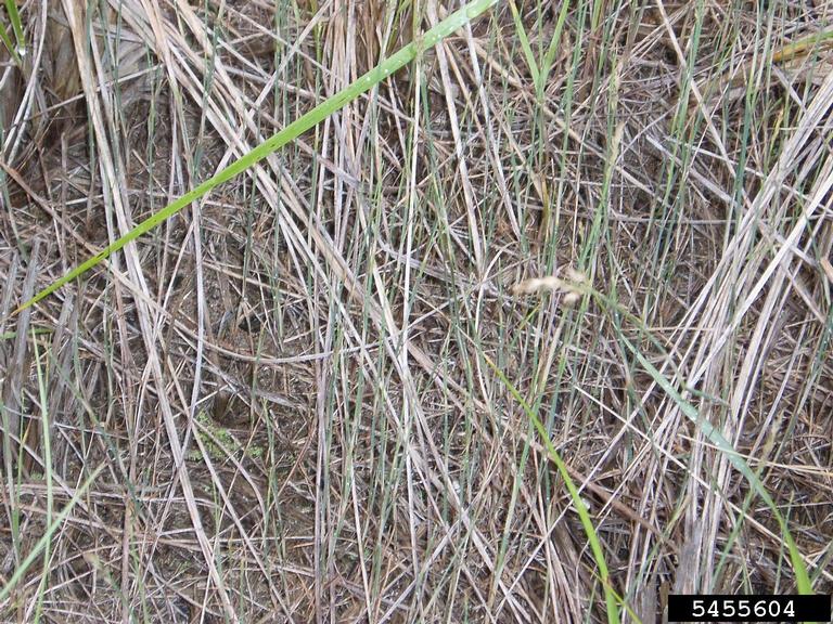 Canada bluegrass (Poa compressa L.)