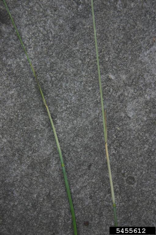 Canada bluegrass (Poa compressa L.)
