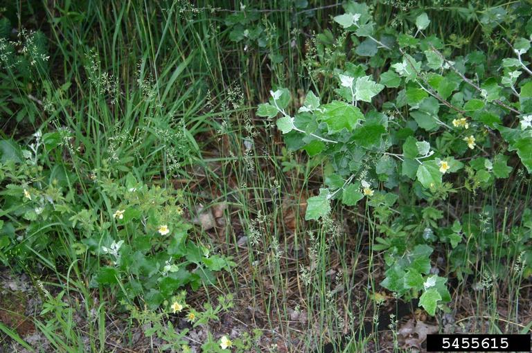 Canada bluegrass (Poa compressa)