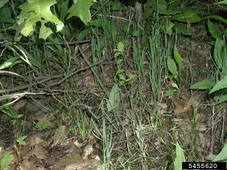 Canada bluegrass (Poa compressa L.)