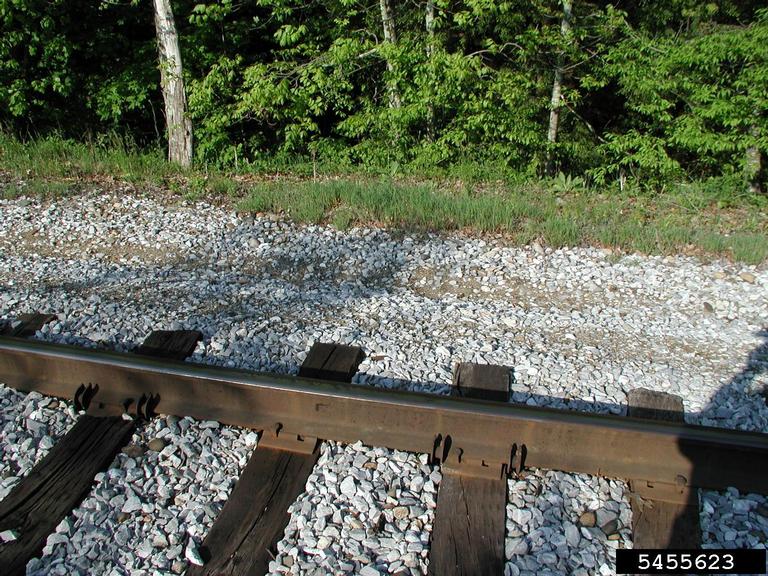 Canada bluegrass (Poa compressa L.)