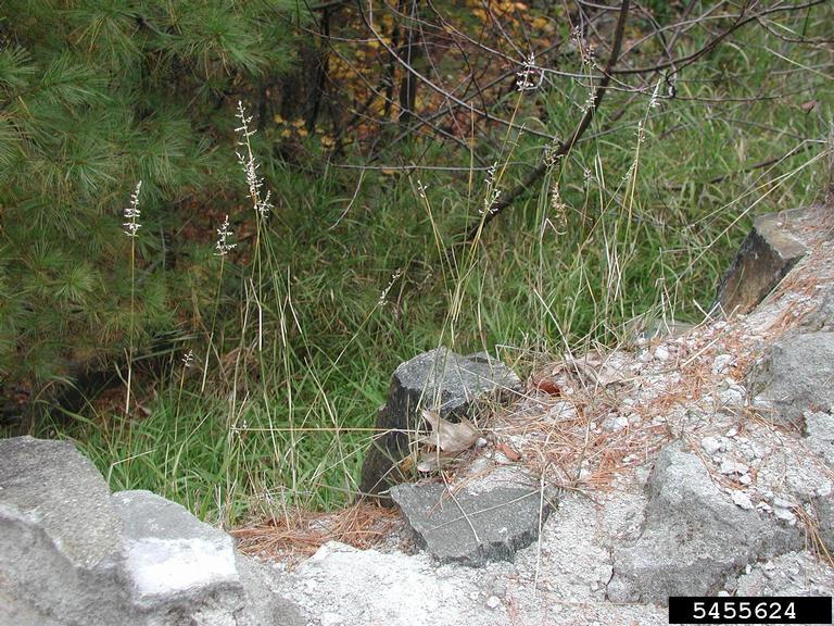Canada bluegrass (Poa compressa L.)