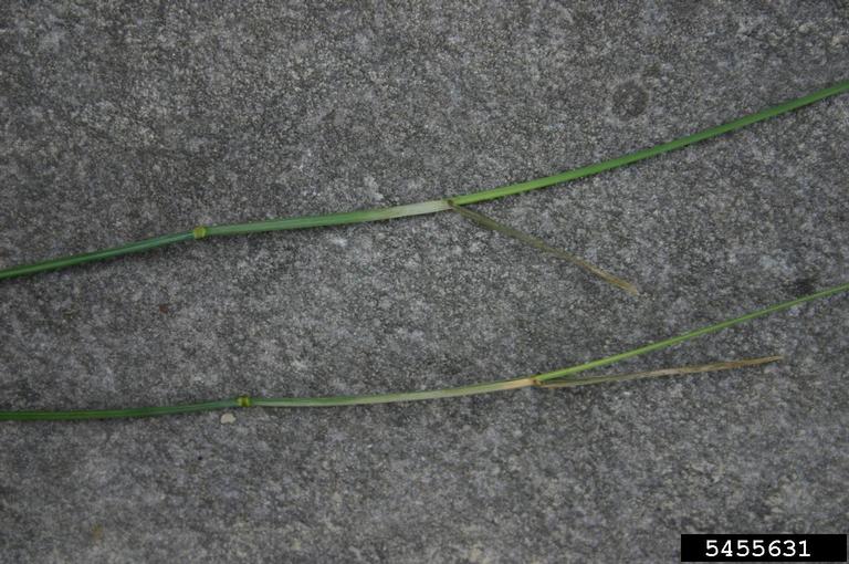 Canada bluegrass (Poa compressa L.)