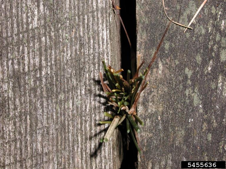 Canada bluegrass (Poa compressa L.)