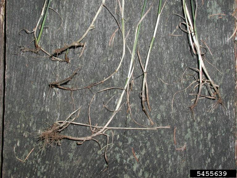 Canada bluegrass (Poa compressa L.)