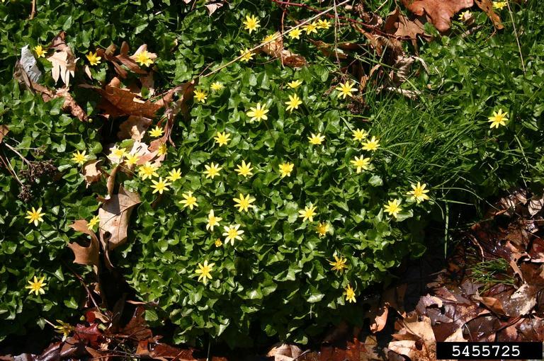 lesser celandine, fig buttercup (Ficaria verna)