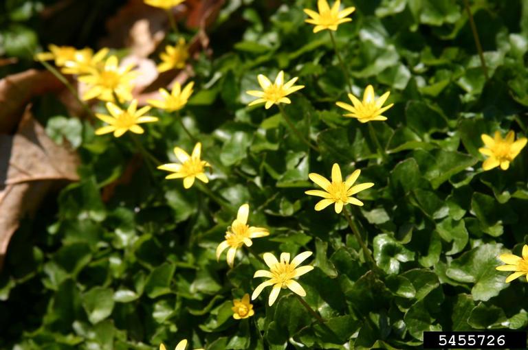 lesser celandine, fig buttercup (Ficaria verna)