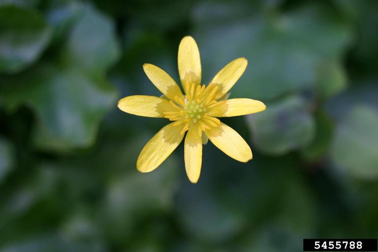 lesser celandine, fig buttercup (Ficaria verna Huds.)