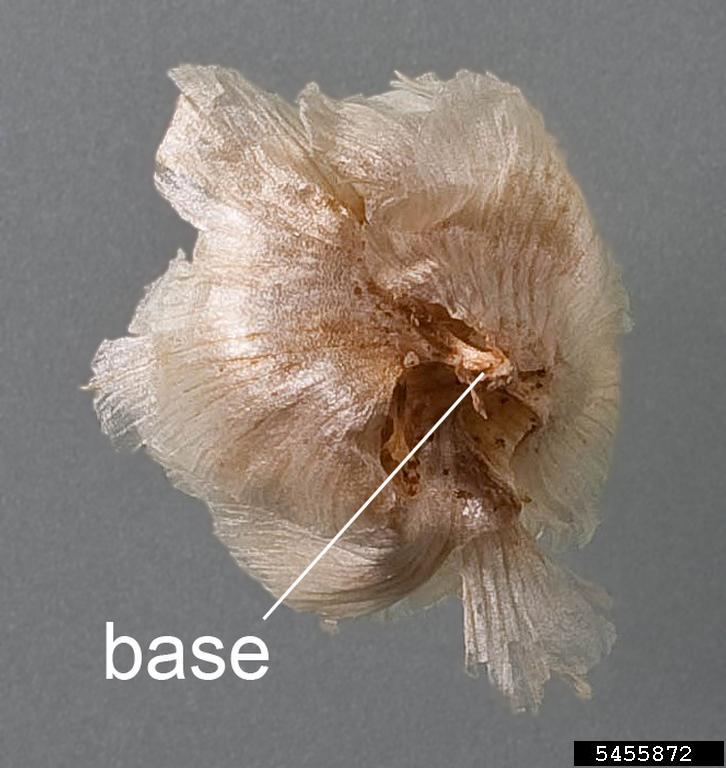 burrobush (Ambrosia salsola)
