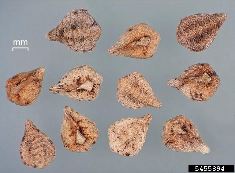 western fiddleneck (Amsinckia tessellata)