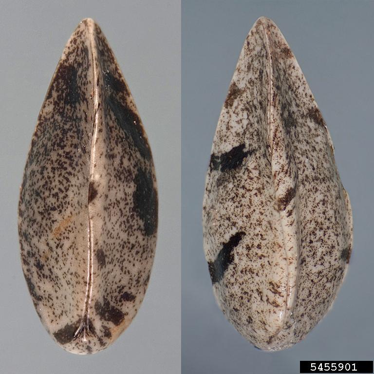 green fiddleneck (Amsinckia vernicosa)