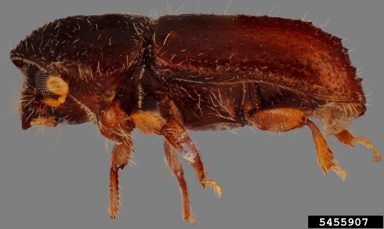 six-toothed spruce bark beetle (Pityogenes chalcographus)