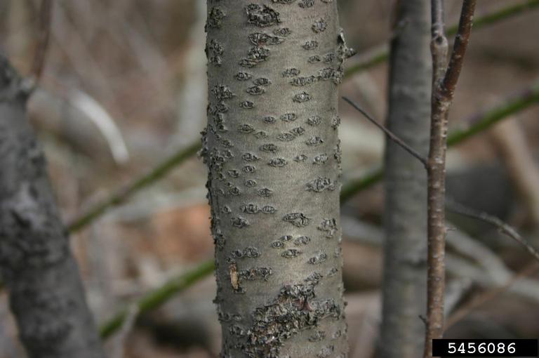 common buckthorn, European buckthorn (Rhamnus cathartica L.)