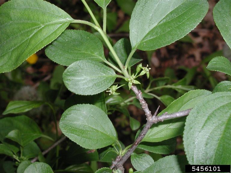 common buckthorn, European buckthorn (Rhamnus cathartica L.)