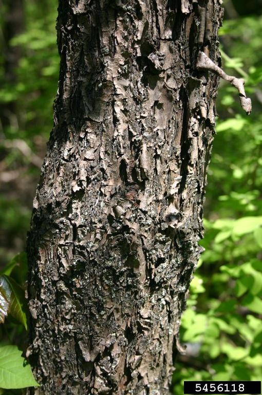 common buckthorn, European buckthorn (Rhamnus cathartica L.)