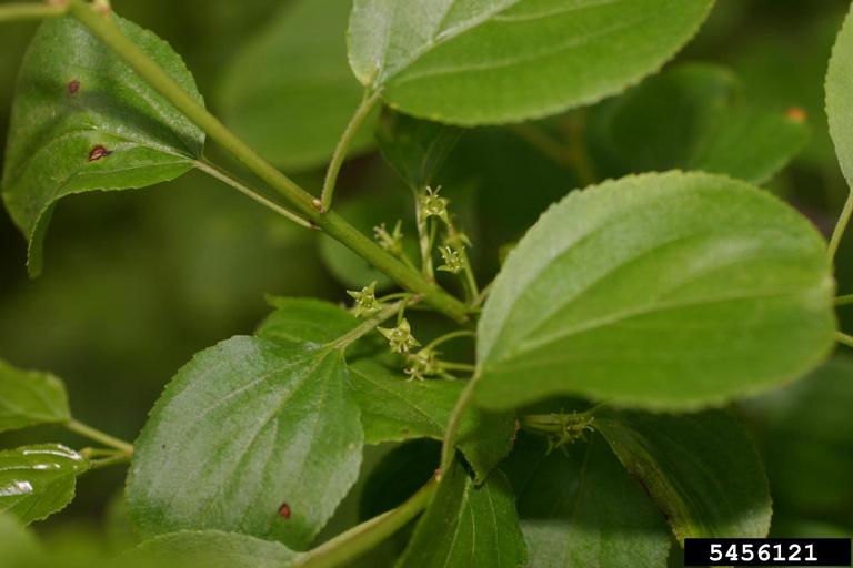 common buckthorn, European buckthorn (Rhamnus cathartica L.)