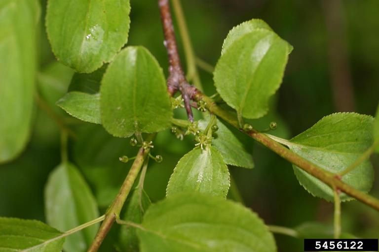 common buckthorn, European buckthorn (Rhamnus cathartica L.)
