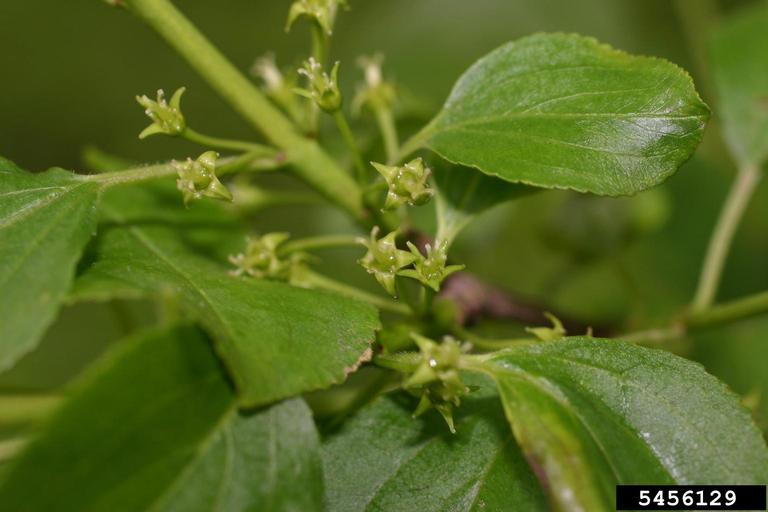 common buckthorn, European buckthorn (Rhamnus cathartica L.)