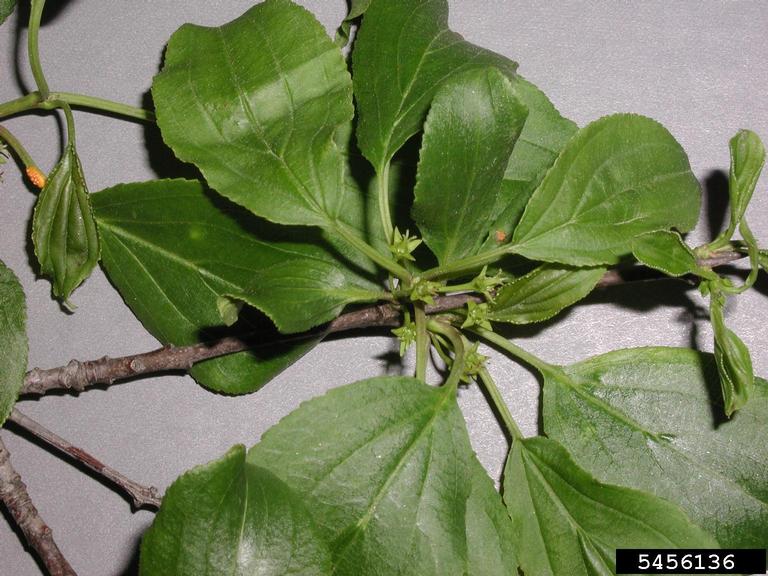 common buckthorn, European buckthorn (Rhamnus cathartica L.)